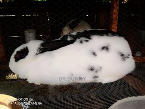 Hybrid Rabbits in Kasarani - Farm Animals, Dr Bunny | Jiji.co.ke