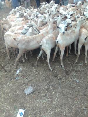 Goats in Kenya for sale Prices on Jiji.co.ke