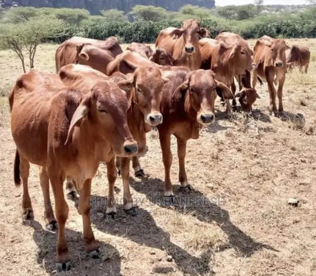 Sahiwal Cattle In Uganda