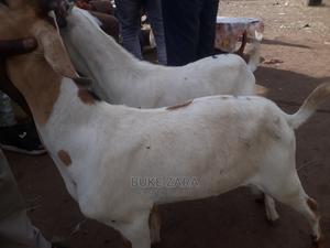 Pure Gall Goats in Mlolongo - Livestock & Poultry, Buke Zara | Jiji.co.ke