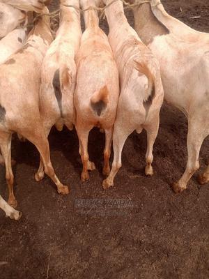 Goats in Kenya for sale Prices on Jiji.co.ke