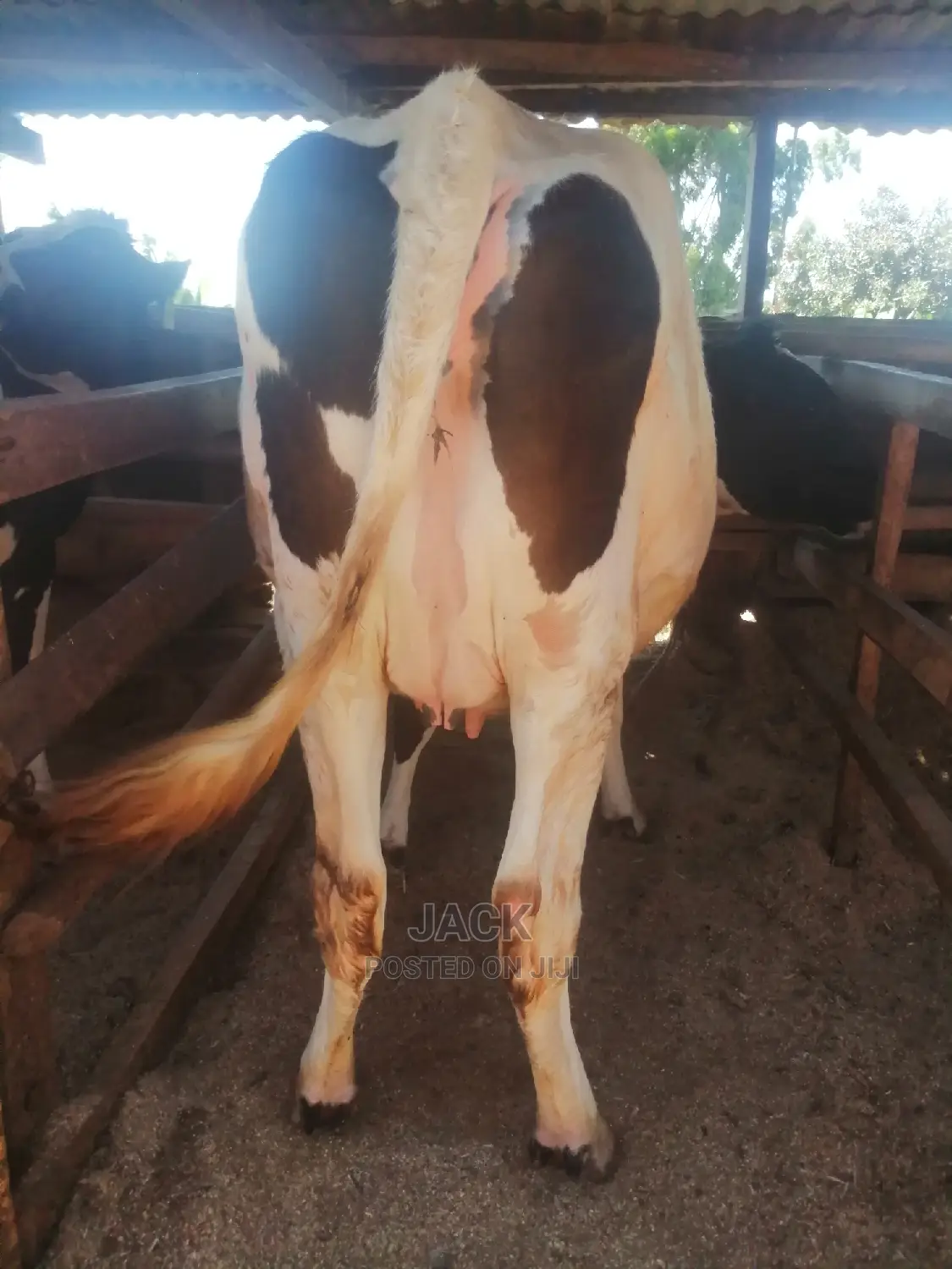 Pedigree 8 Months Incalf Giant Heifer in Githunguri - Farm Animals ...
