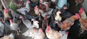 Improved Kienyeji Chickens in Thika - Farm Animals, Kendy Enterprises ...