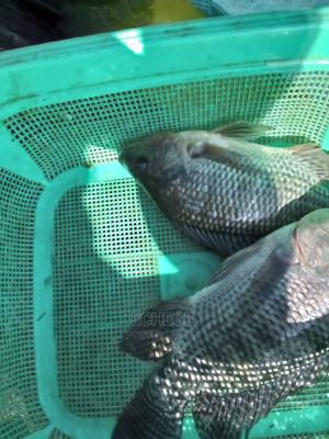 Tilapia Fish in Kariti - Meals & Drinks, Echege | Jiji.co.ke