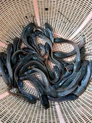 Catfish Fingerlings on Sale in Masinga - Farm Animals, Truenex Holdings ...