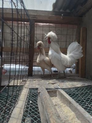 Best Birds in Ruai - Birds, Annitah Njoroge | Jiji.co.ke