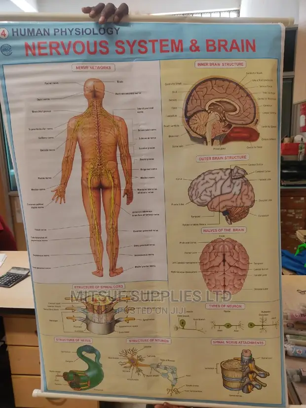 Nervous System Chart Free Vectors | Human Nervous System Chart