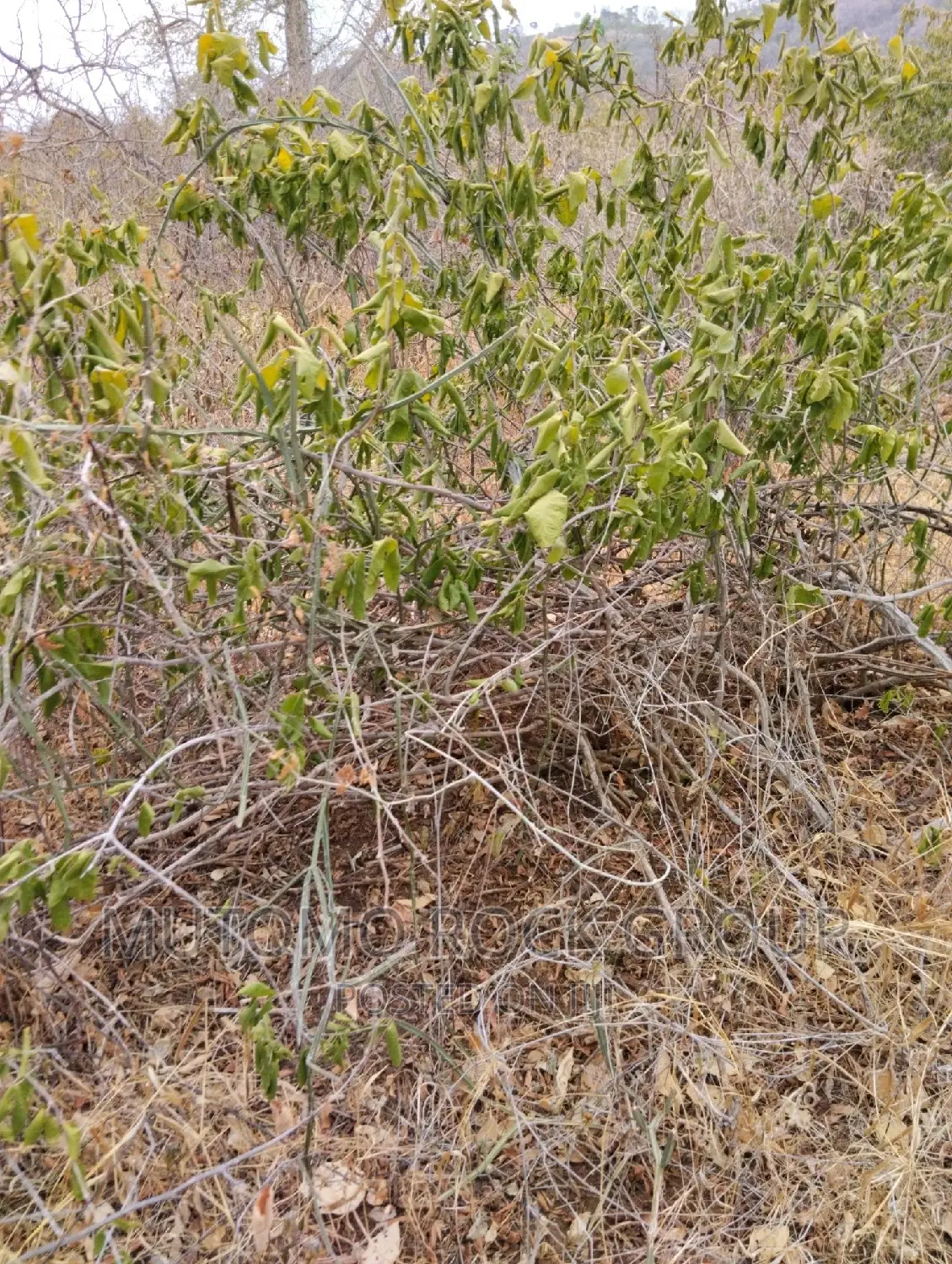 100acres for Sale With Title in Mutomo - Land & Plots for Sale, Ian ...