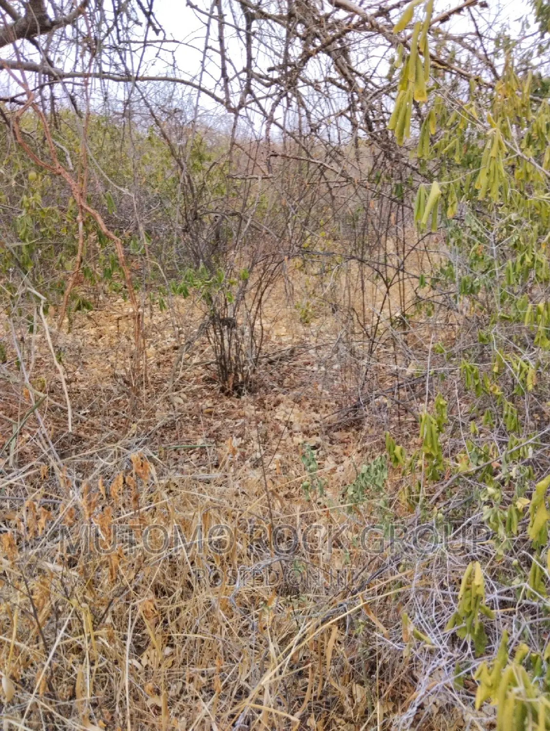 100acres for Sale With Title in Mutomo - Land & Plots for Sale, Ian ...