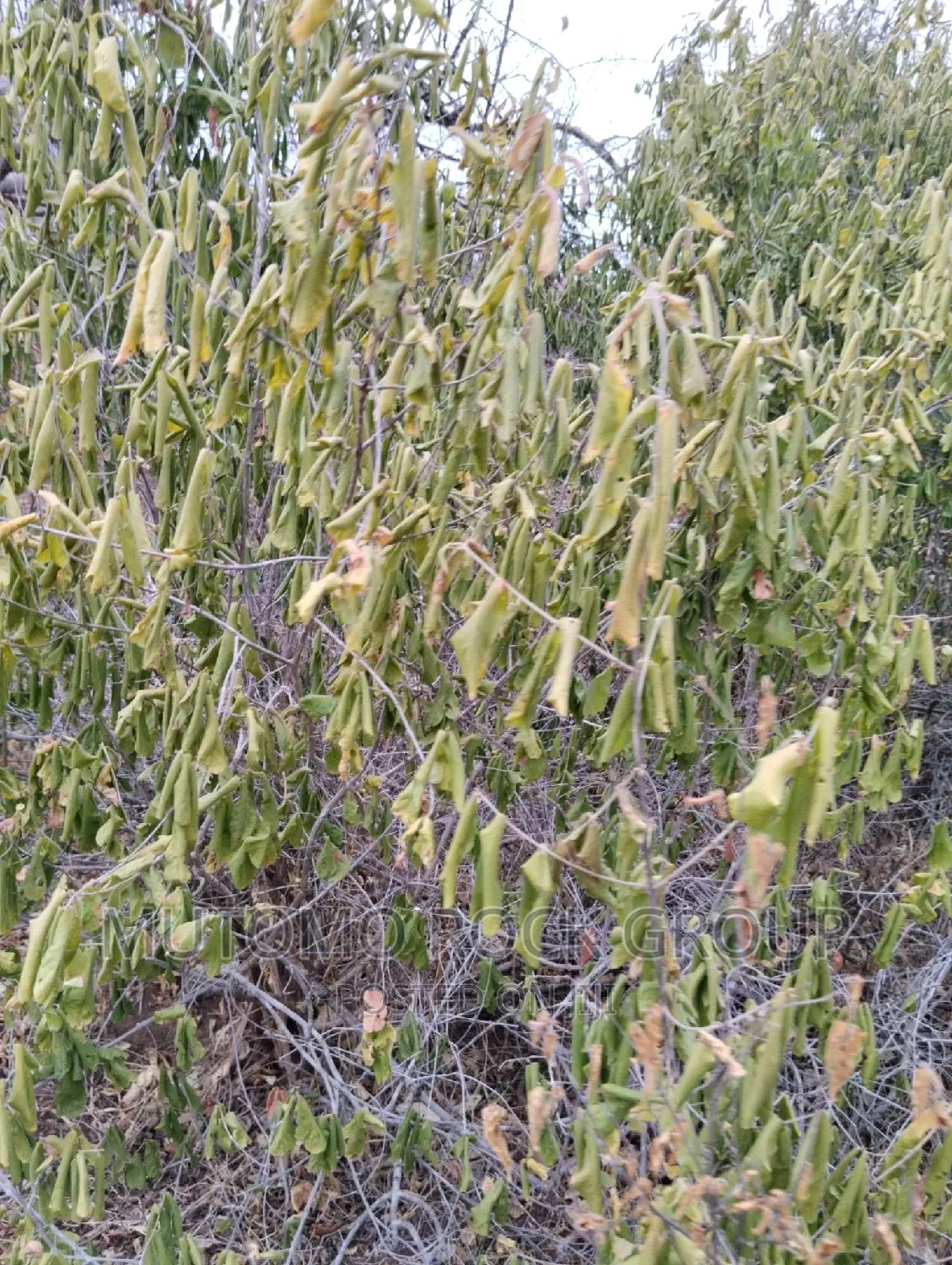 100acres for Sale With Title in Mutomo - Land & Plots for Sale, Ian ...