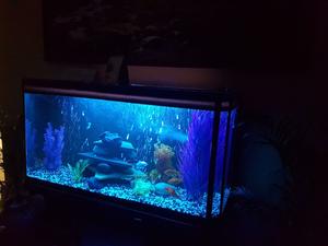 Customized Cabinet Aquarium in Nairobi Central - Fish, Aquacentury ...