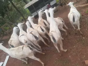 Goats in Kenya for sale Prices on Jiji.co.ke