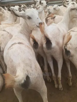 Goats in Kenya for sale Prices on Jiji.co.ke