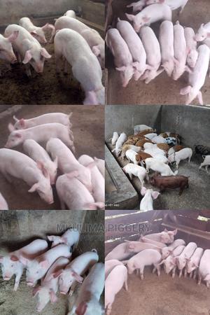 Piglets Available Free Delivery in Githunguri - Farm Animals, Mkulima Piggery | Jiji.co.ke