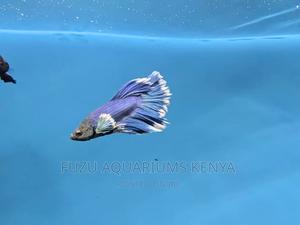 Siamese Fighter AKA Betta Fish in Nairobi Central - Fish, Fuzu ...