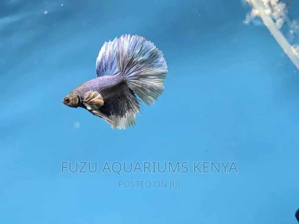Betta Betta Fish in Nairobi Central - Fish, Fuzu Aquariums | Jiji.co.ke