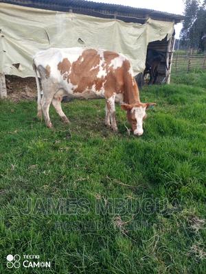 Dairy Cows., in North Kinangop - Farm Animals, James Mbugua | Jiji.co.ke