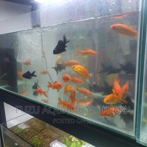 Goldfish Big in Nairobi Central - Fish, Fuzu Aquariums | Jiji.co.ke