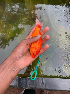Goldfish 3 Inches in Nairobi Central - Fish, Fuzu Aquariums | Jiji.co.ke