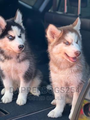 1-3 months Male Purebred Siberian Husky in Kikuyu - Dogs & Puppies ...