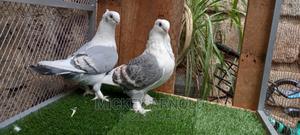 Pigeons Pair Available in Dandora - Birds, Mickey Arnold | Jiji.co.ke