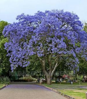 Blue Jacaranda Tree Seedling. Moq 5 in Kilimani - Feeds, Supplements ...