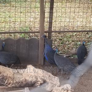 Vulturine Guinea Fowls in Nairobi Central - Farm Animals, Pius Munene ...