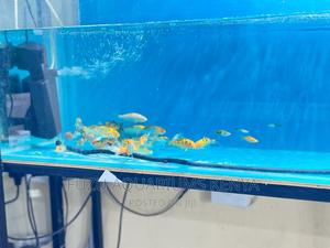 Coloured Koi Fish in Nairobi Central - Fish, Fuzu Aquariums | Jiji.co.ke