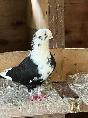 Shortbeak Pigeons in Kitisuru - Birds, Exotic Pets Kenya | Jiji.co.ke