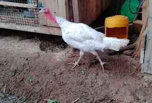 Male White Holland in Athi River - Farm Animals, Viatu Republik | Jiji ...