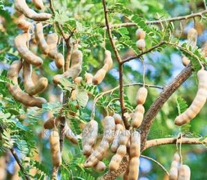 Tamarind Tree Seedlings Moq 5. in Kilimani - Feeds, Supplements & Seeds ...