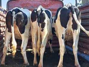 Incalf Heifers 6/7 Months Incalf in Githunguri - Farm Animals, Jackson ...