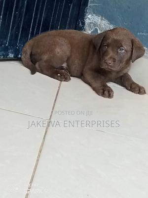 1-3 months Female Purebred Labrador Retriever in Karen - Dogs & Puppies ...