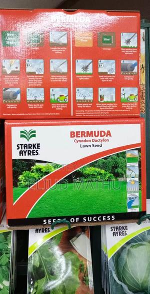 Seedling Grass (Bamuda) 1kg in Karen - Landscaping & Gardening Services ...