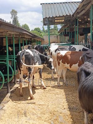 Pedigree Heifers in Githunguri - Farm Animals, Peter Young | Jiji.co.ke