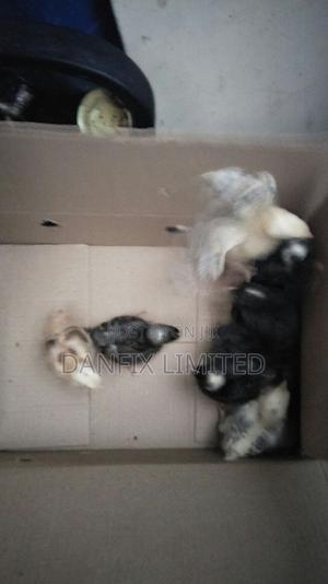 Two Weeks Old Chicks Available (Improved Kienyeji) at 140 in Nairobi Central - Farm Animals ...
