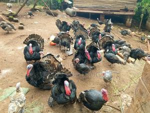 Mature Males Turkeys for Breeding in Kabete - Farm Animals, Peris ...