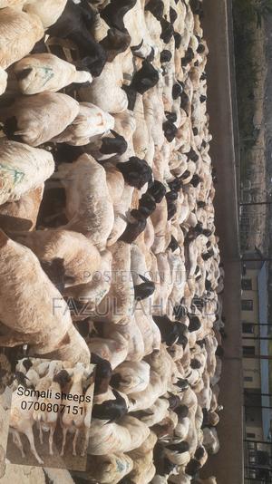 Somali Sheeps in Athi River - Farm Animals, Fazul Ahmed | Jiji.co.ke