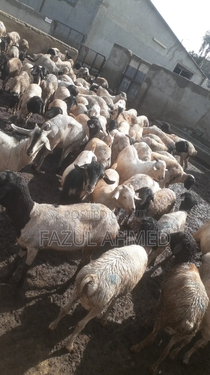 Somali Sheeps in Athi River - Farm Animals, Fazul Ahmed | Jiji.co.ke