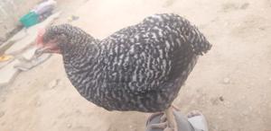 Point of Lay Improved Kienyeji in Nairobi Central - Farm Animals, Pius ...