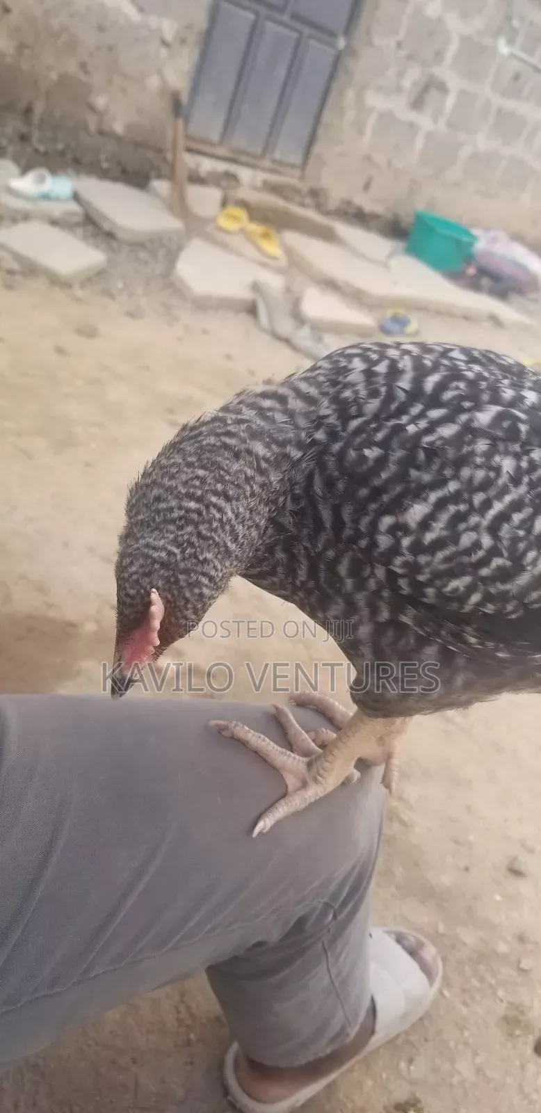 Point of Lay Improved Kienyeji in Nairobi Central - Farm Animals, Pius ...