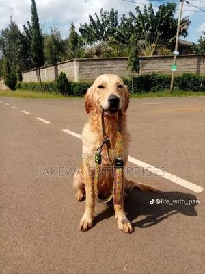 1+ year Female Purebred Golden Retriever in Karen - Dogs & Puppies ...