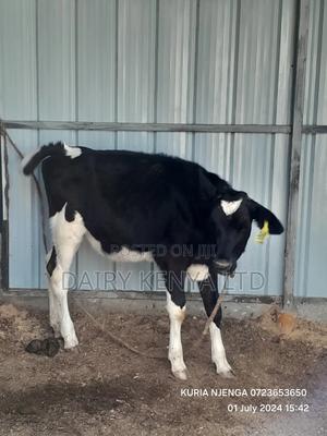 Bullying Heifer in Githunguri - Farm Animals, Dairy Kenya Ltd | Jiji.co.ke