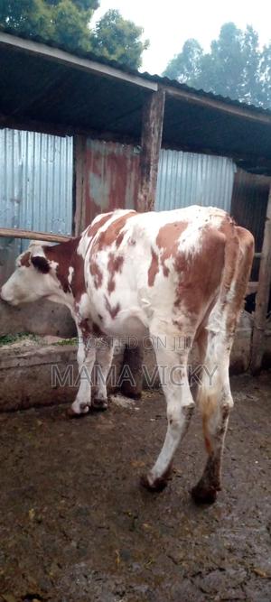 Fleckvieh 6 Months Incalf Heifer. in Githunguri - Farm Animals, Esther ...