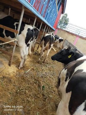 Future Fertile Star's in Githunguri - Farm Animals, Dairy Kenya Ltd ...