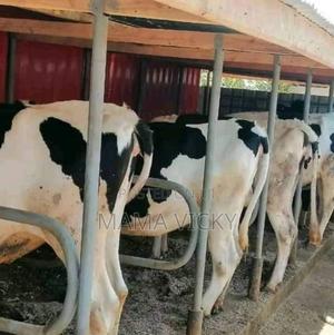 Pure Breed Incalf Heifer's on Sale. in Githunguri - Farm Animals ...