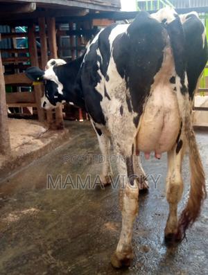 27ltrs First Lactation. in Githunguri - Farm Animals, Esther Chege ...