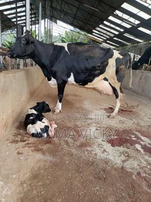 Freshly Calved to a Bull. in Githunguri - Farm Animals, Esther Chege ...