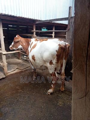 7 Months Incalf Dry. in Githunguri - Farm Animals, Esther Chege | Jiji ...