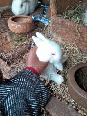 1 Month Old Rabbits in Ngong - Farm Animals, Hope Nduta | Jiji.co.ke